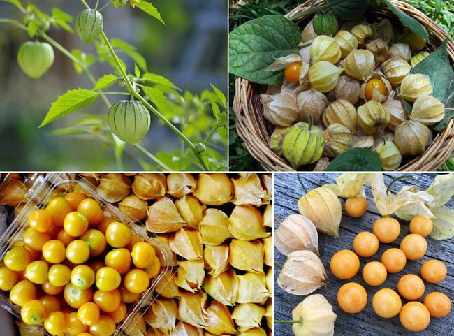 Top 14 Fruits that Bring Back the Sweetest Childhood Memories for Gen X ...