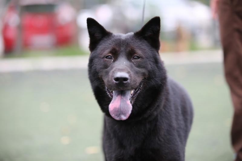 Top 5 Key Facts about the Vietnamese Dog Breed Known as the 'Great ...