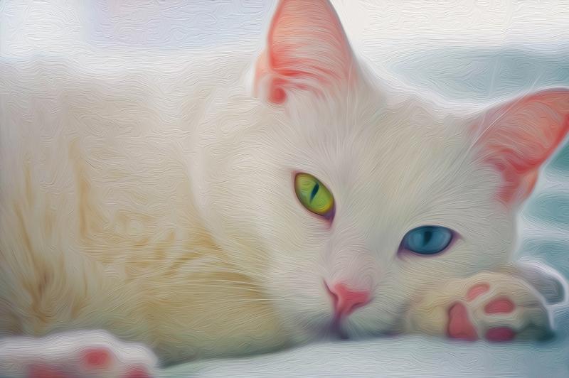 Top 8 Most Adorable Cats with Two-Colored Eyes in the World - Mytour.vn