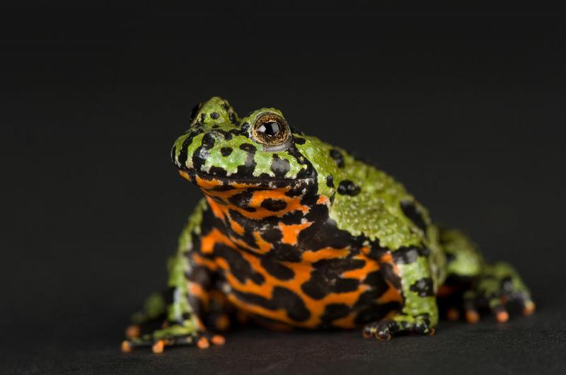 Top 8 Essential Facts You Should Know About the Eastern Green Toad ...