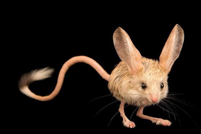 Top 10 Longest Jumping Animals in the World - Mytour.vn