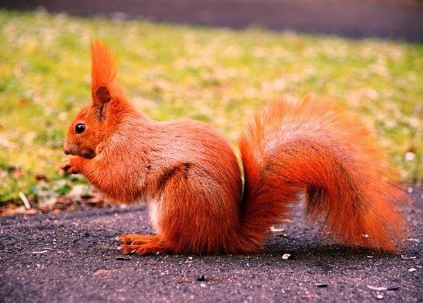 Top 18 Most Beautiful Red-Colored Animals - Mytour.vn