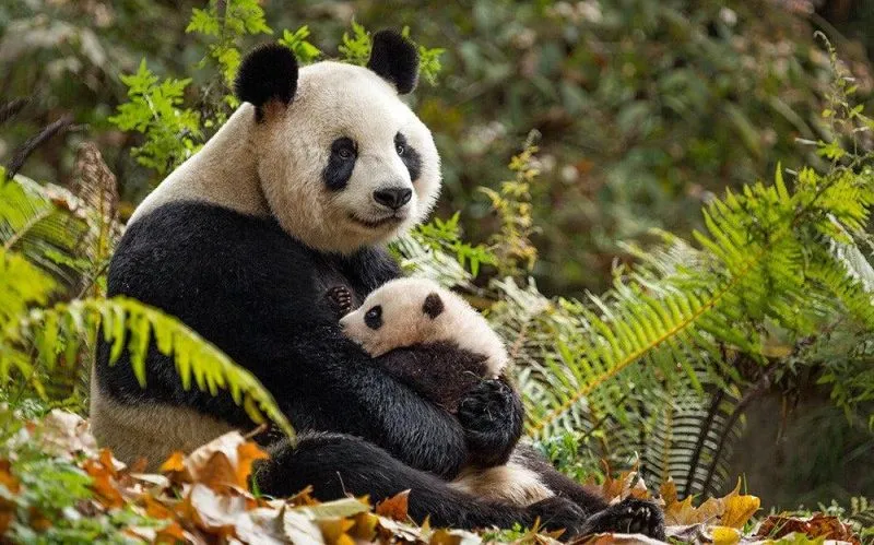 Top 12 Animals That Show the Most Love to Their Offspring Worldwide ...