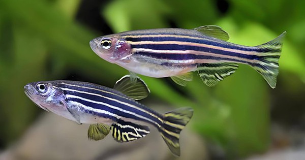 Tại sao Trung Quốc chọn cá ngựa vằn từ Ấn Độ thay vì loài cá medaka bản ...