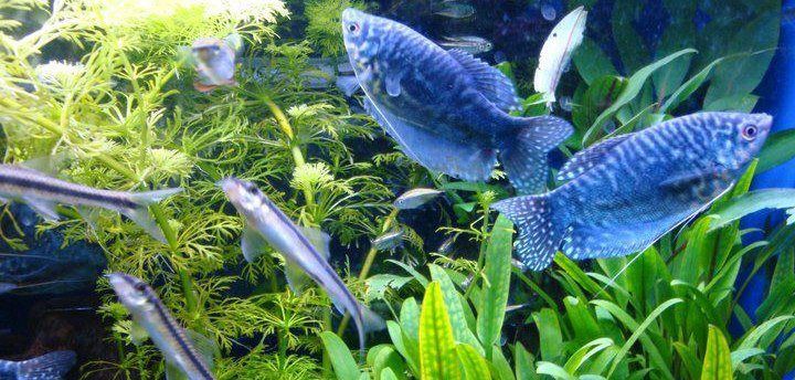 Top 6 Trusted Places to Buy Aquarium Fish and Beautiful Fish Tanks in ...