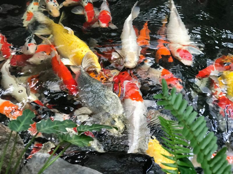 Top 8 Most Popular Koi Fish Coffee Shops in Quang Ngai