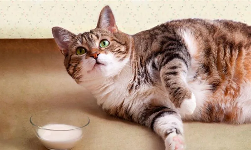 Top 9 Best Powdered Milk for Cats Currently Available - Mytour.vn