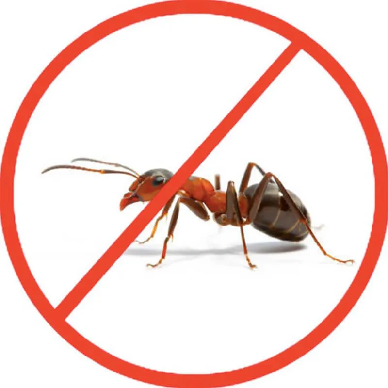 Top 7 Most Effective Ant Killer Brands Currently - Mytour.vn