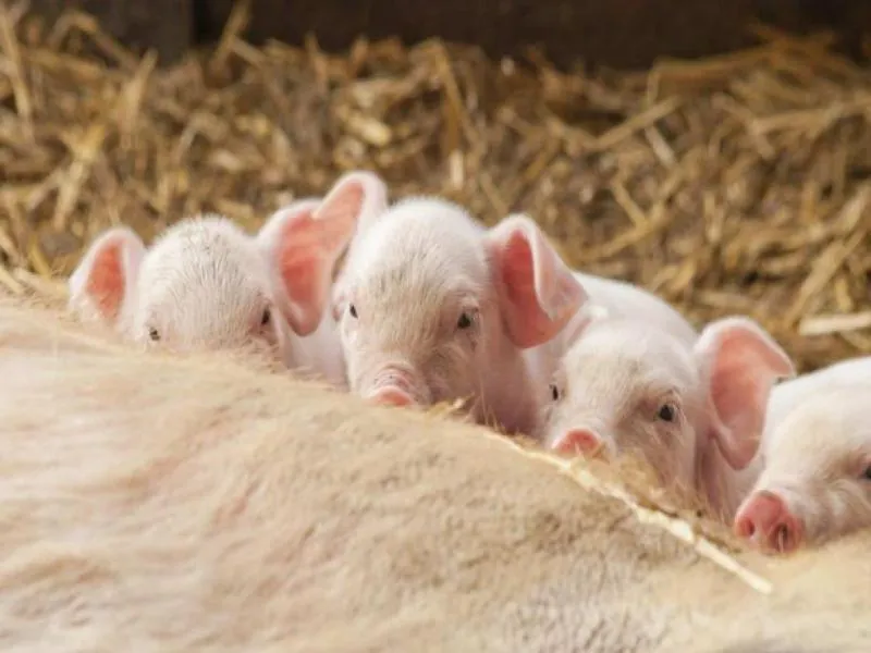 Top 7 Common Diseases in Pigs and How to Effectively Prevent Them ...
