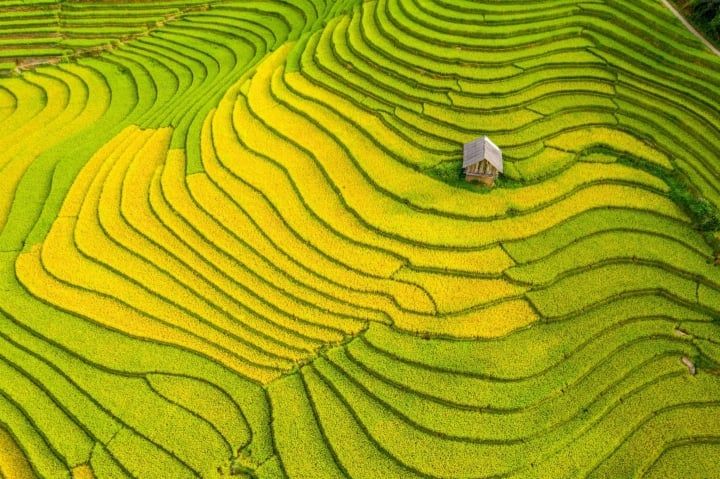 Top 20 Beautiful Poems About Rice Fields and Homeland - Mytour.vn