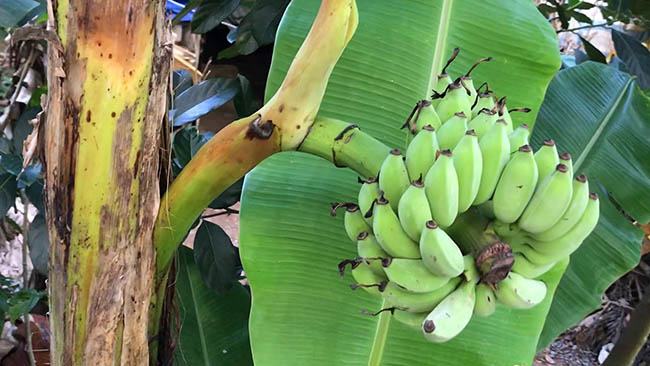 Top 7 Most Outstanding Essays Analyzing Nguyen Trai's Poem 'The Banana ...