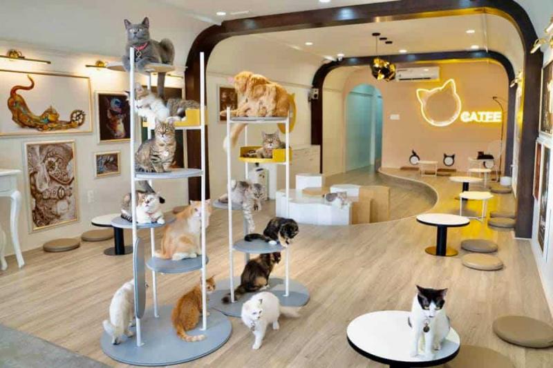 Top 9 Adorable Animal-Themed Cafes for Animal Lovers in Hanoi - Mytour.vn