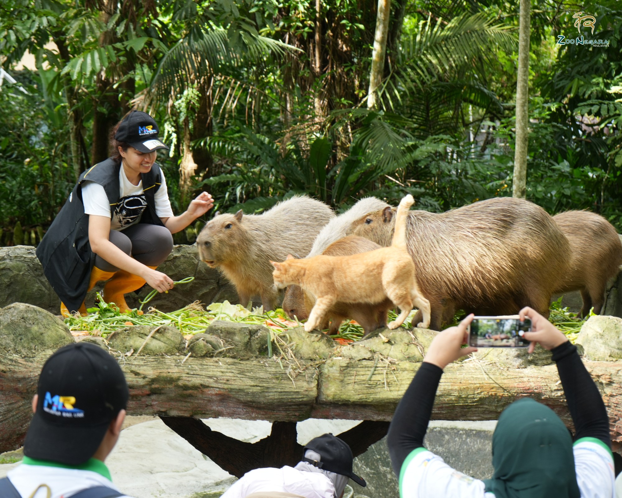 Discover the captivating wildlife of Zoo Negara Malaysia, a unique ...