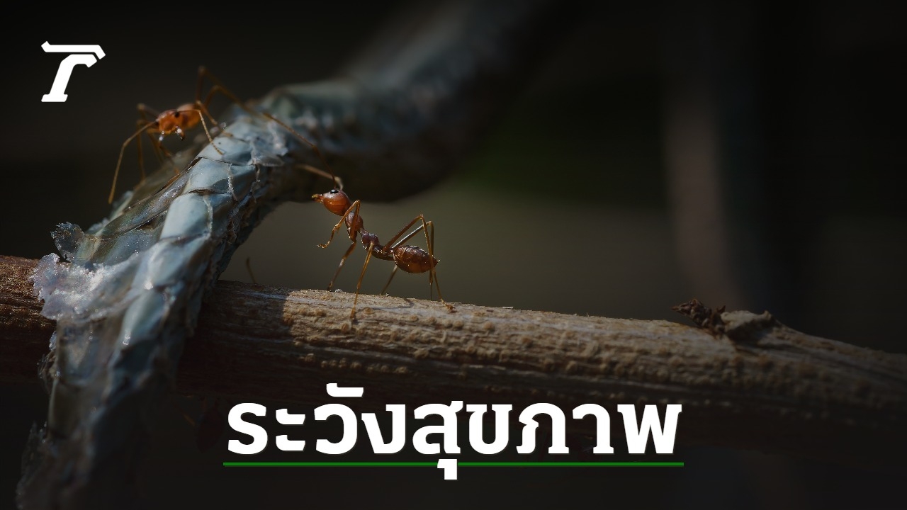 Discover the meaning behind the dream of "seeing a large snake carcass ...