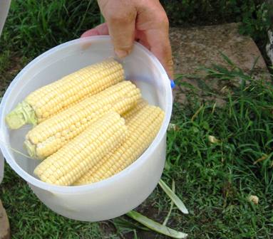 How to Husk Corn: 7 Steps (with Pictures) – Mytour