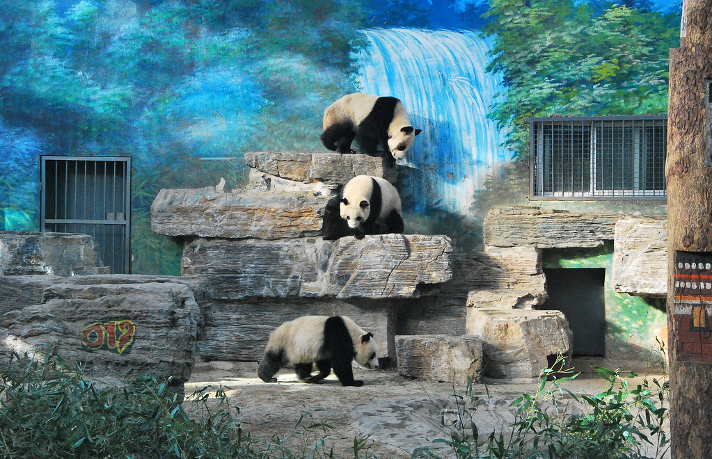 Explore China: Witness the majestic pandas at Beijing Zoo