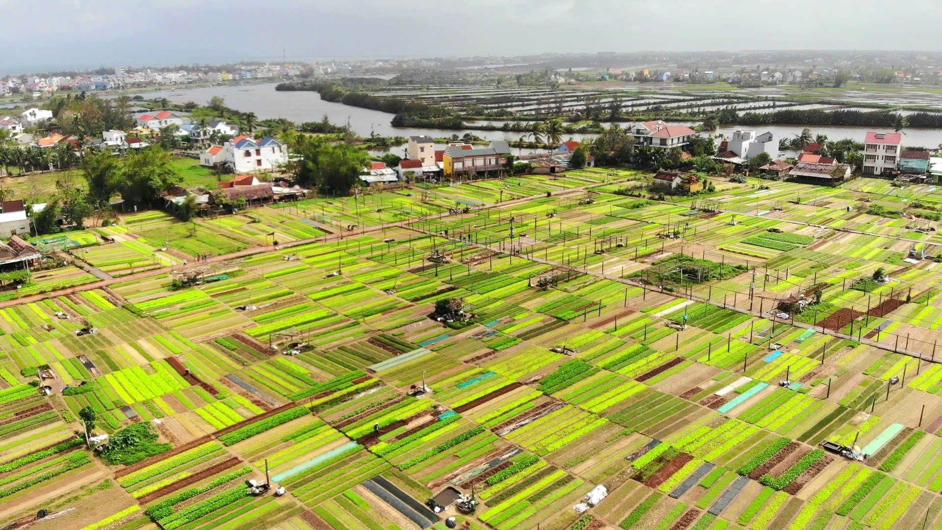 4 unforgettable experiences at Tra Que Vegetable Village - the world's ...