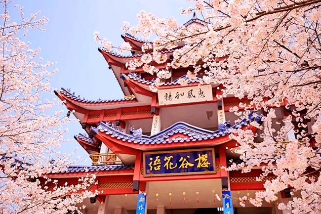 Top 3 destinations to admire cherry blossoms in China at the beginning ...