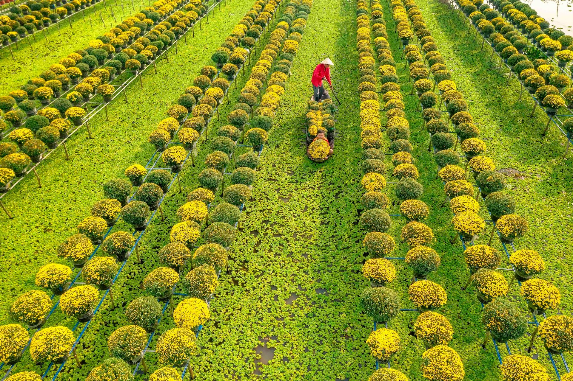 Book a visit to witness the Tet flowers in full bloom at Sa Dec, the ...