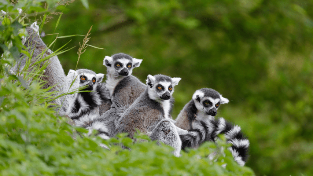 Discover the untouched beauty of Mauritius and Madagascar, two stunning ...
