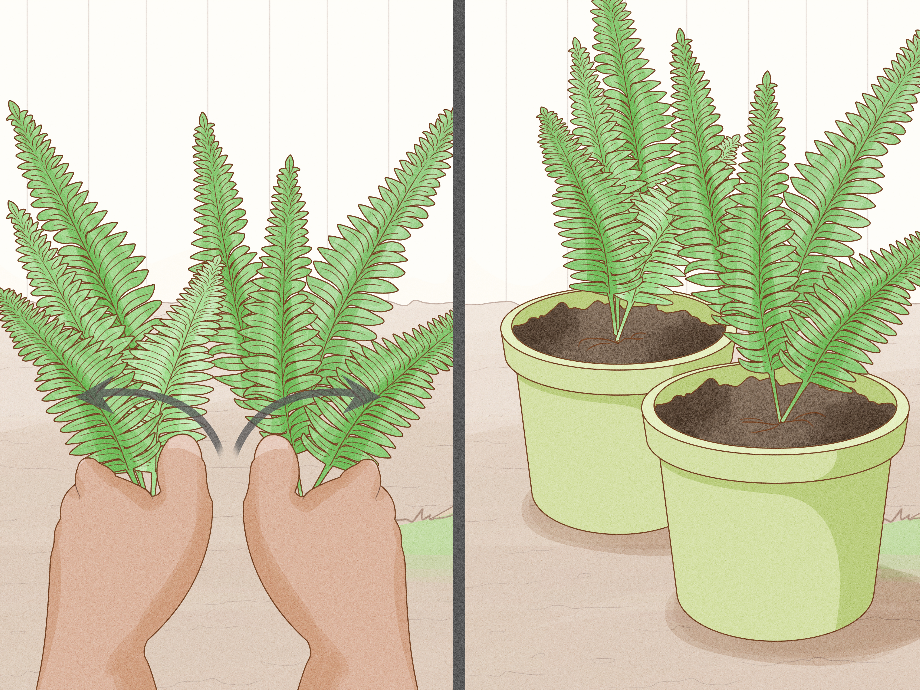 How to Care for Fern Plants: 12 Easy Steps (with Images) – Mytour