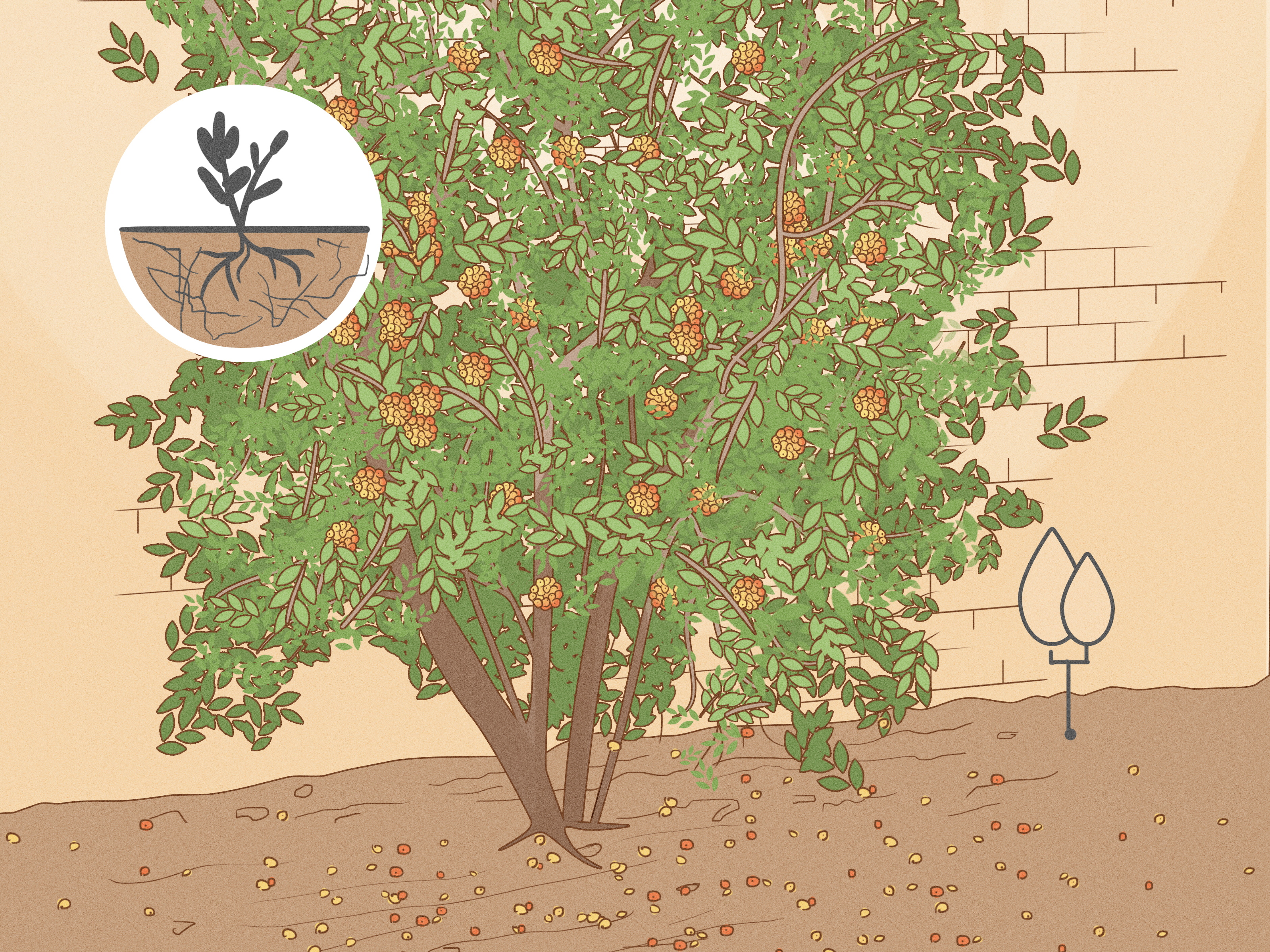 Pruning a Hawthorn Tree – Mytour