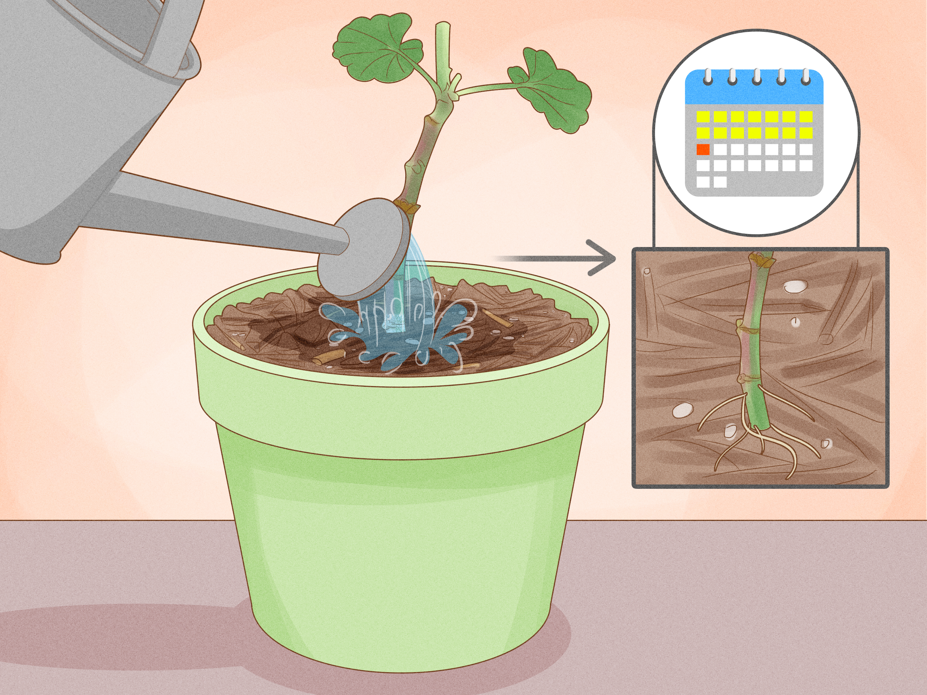 How to Prune Geraniums: 14 Steps (With Pictures) – Mytour