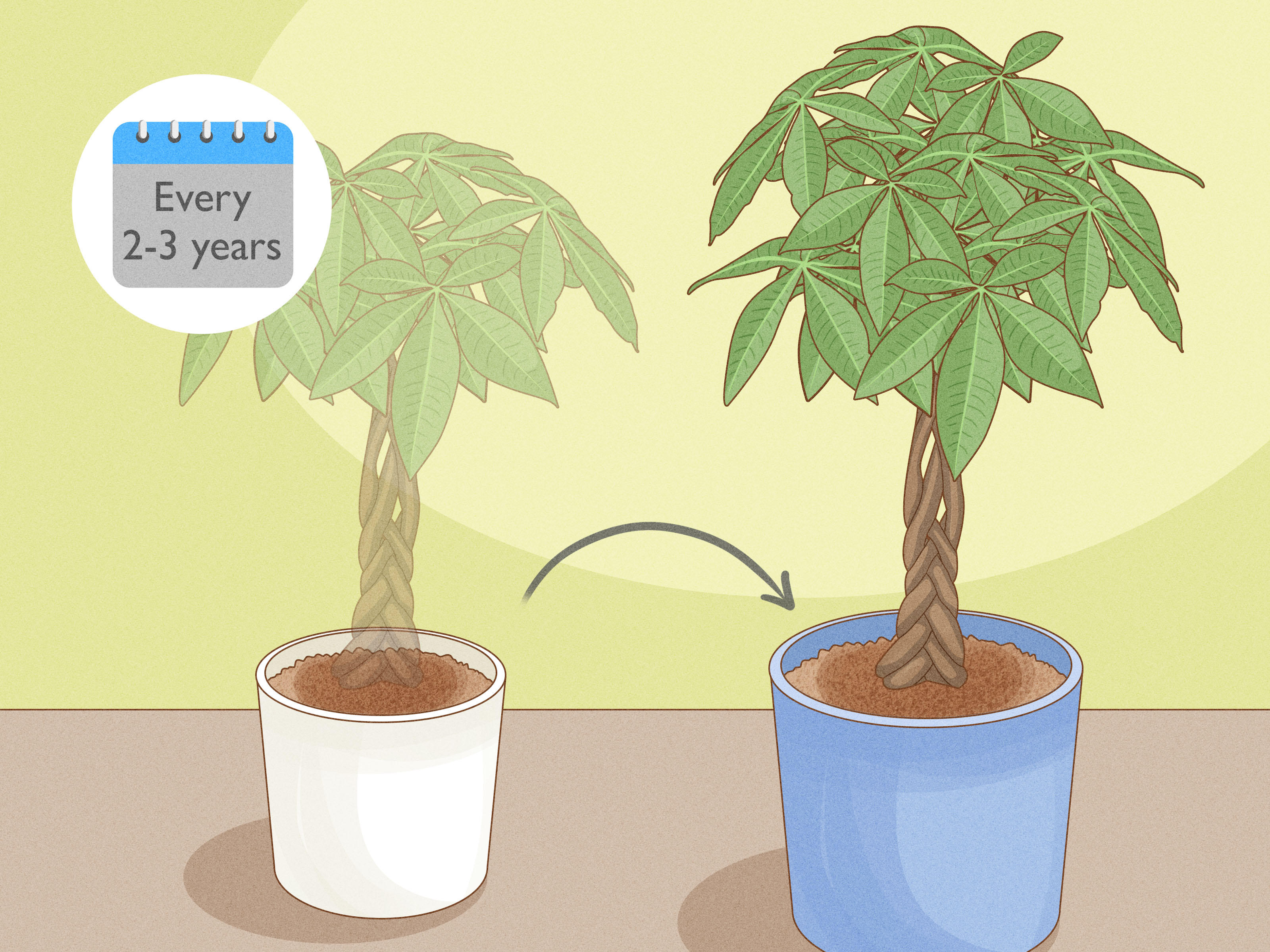 How to Prune a Money Tree: 12 Simple Steps (with Photos) – Mytour
