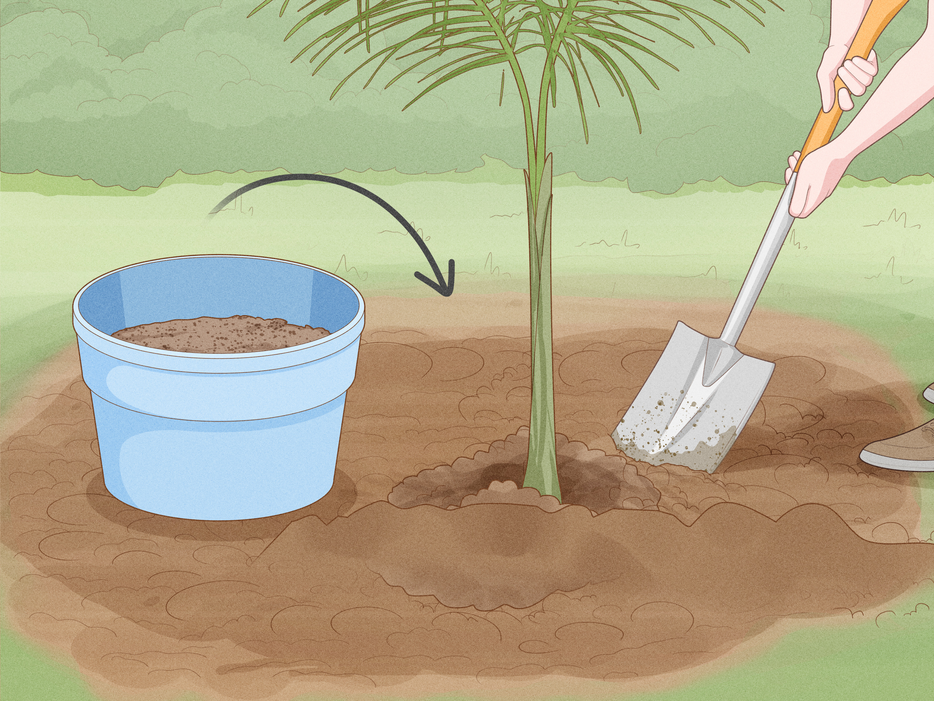 How to Grow a Date Palm from Seed (with Images) – Mytour