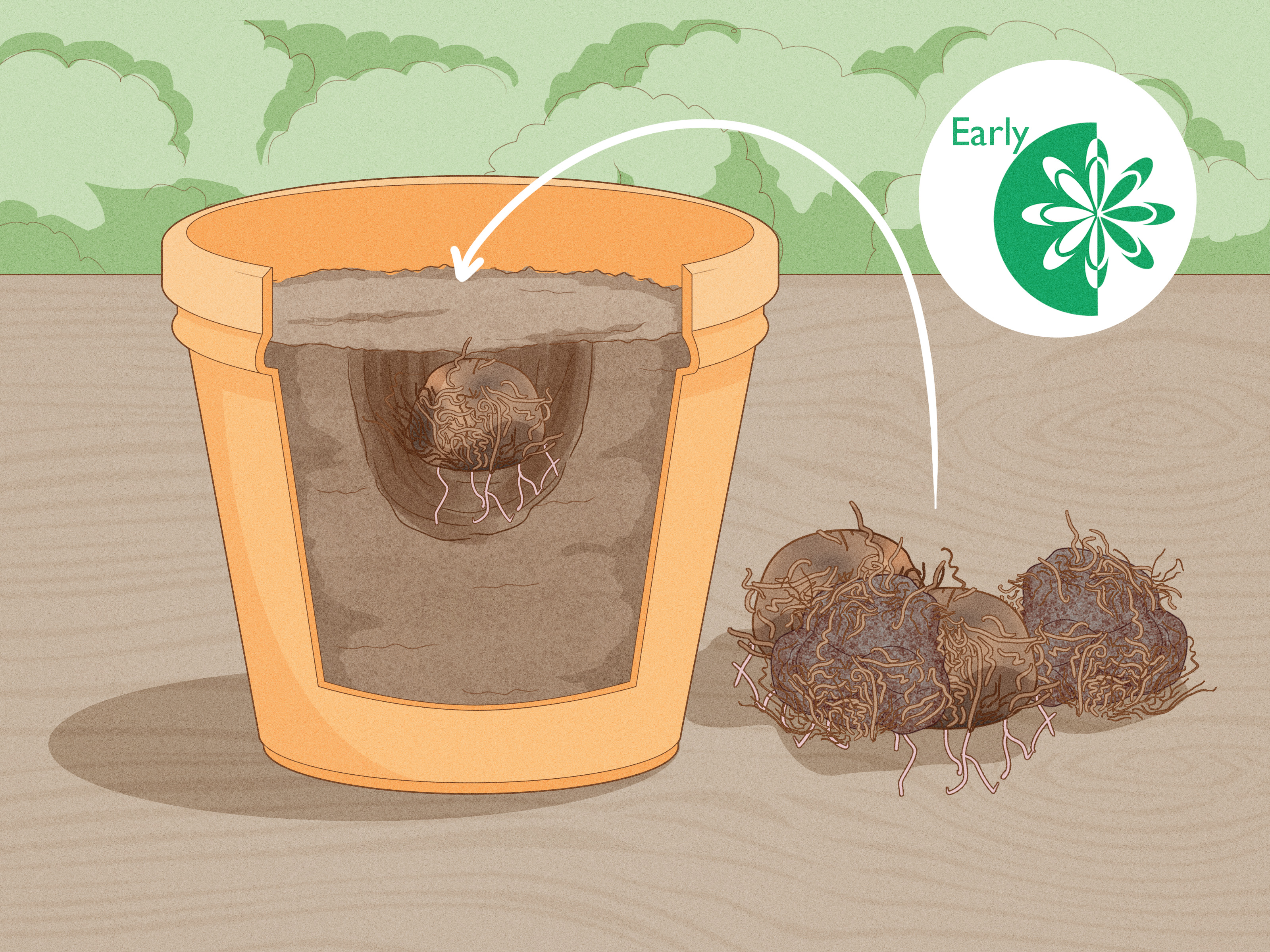 How to Grow Begonia Tubers: A 12-Step Guide (with Images)