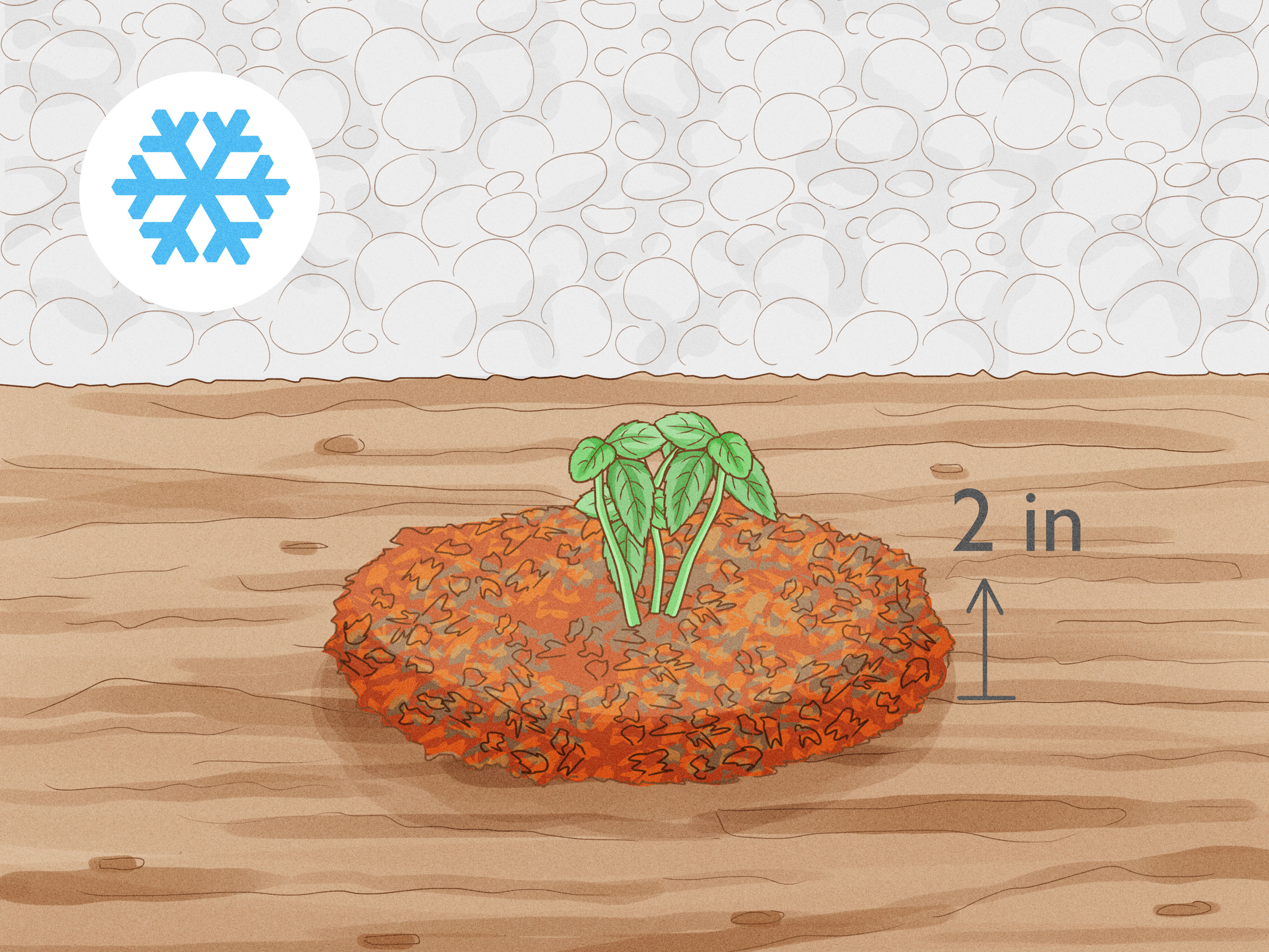 How to Grow Sister Roses (with Photos) – Mytour