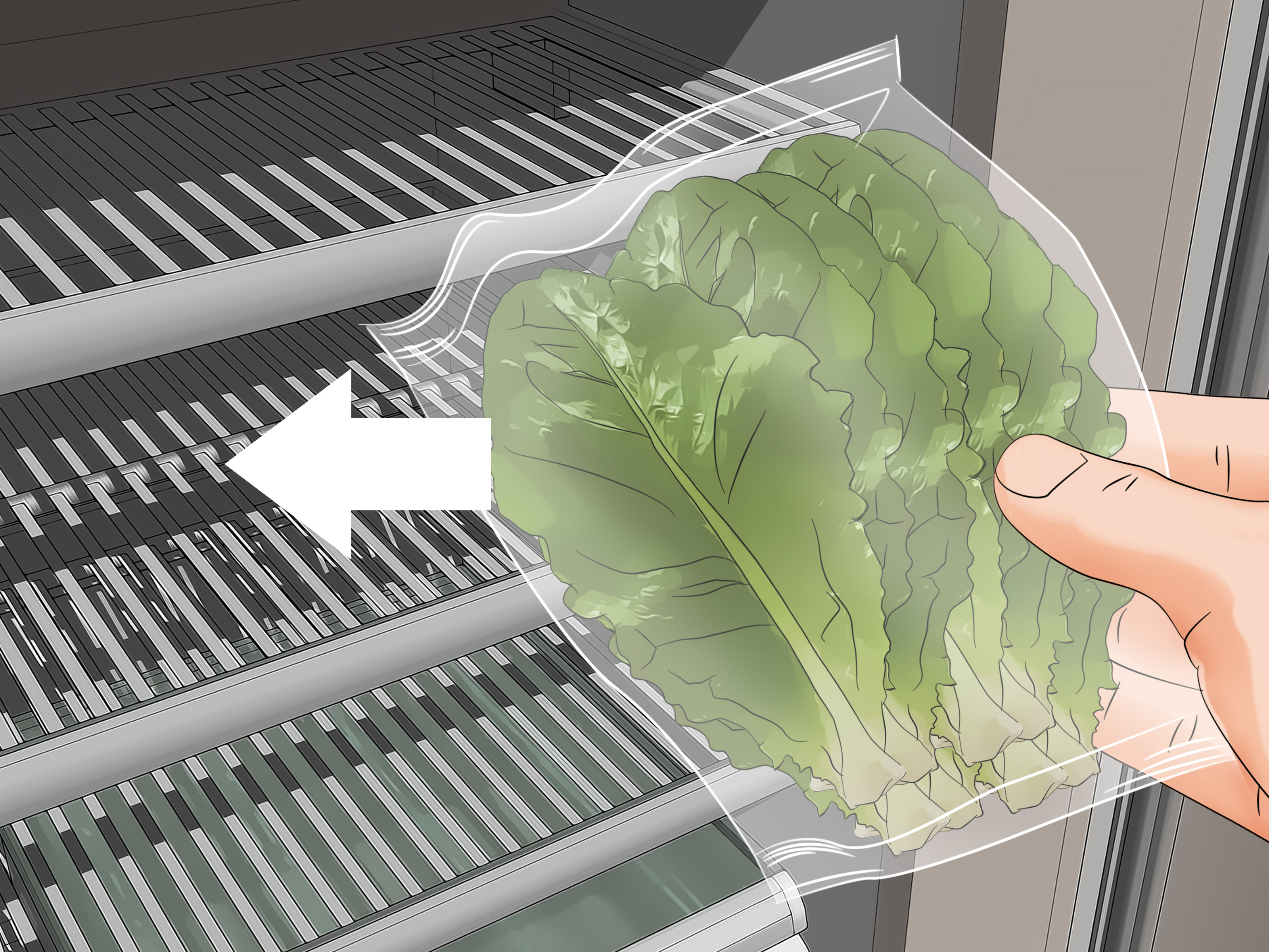How to Harvest Long Leaf Lettuce: 11 Steps (with Pictures) – Mytour