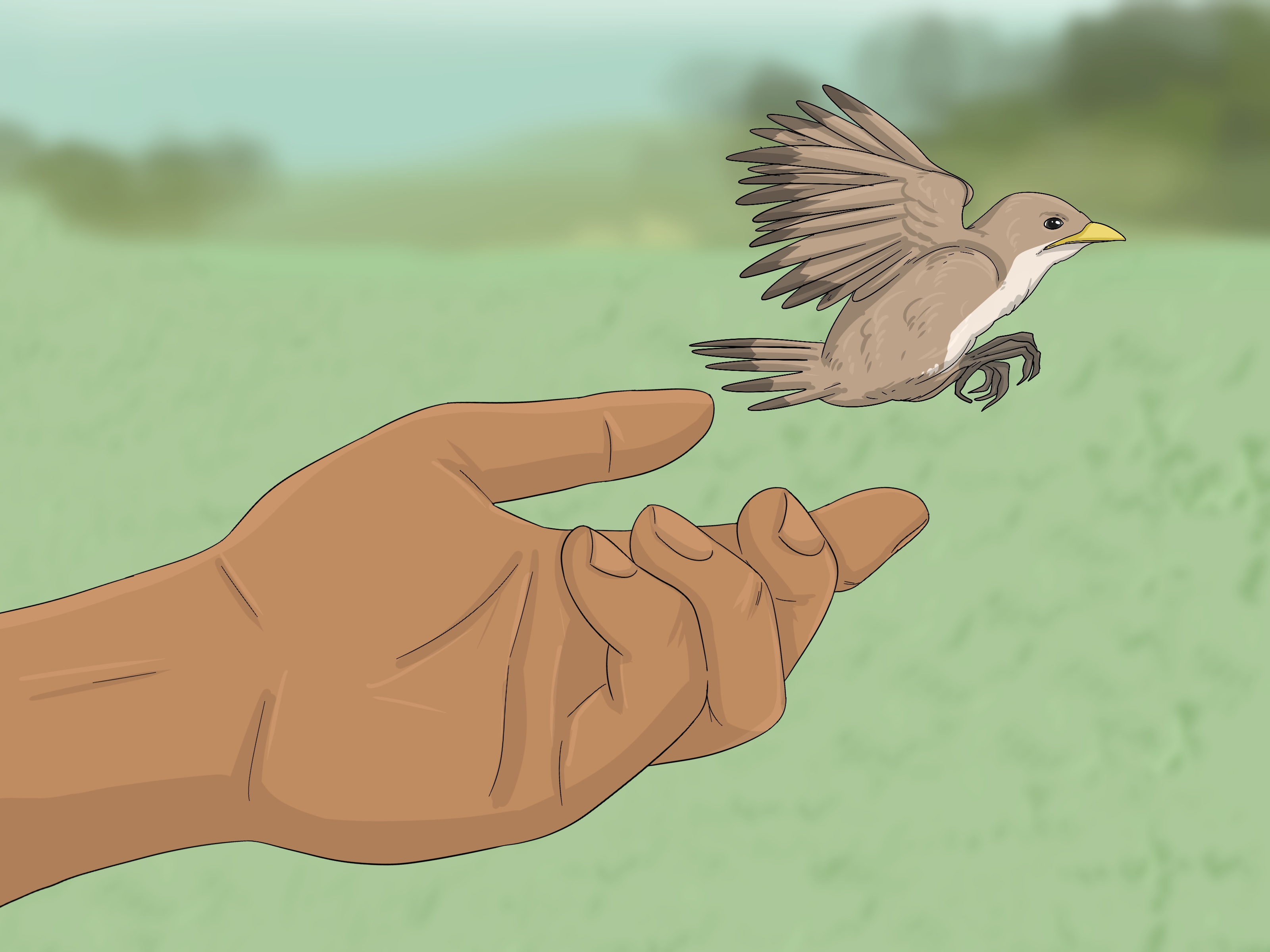 Raising orphaned birds – Mytour