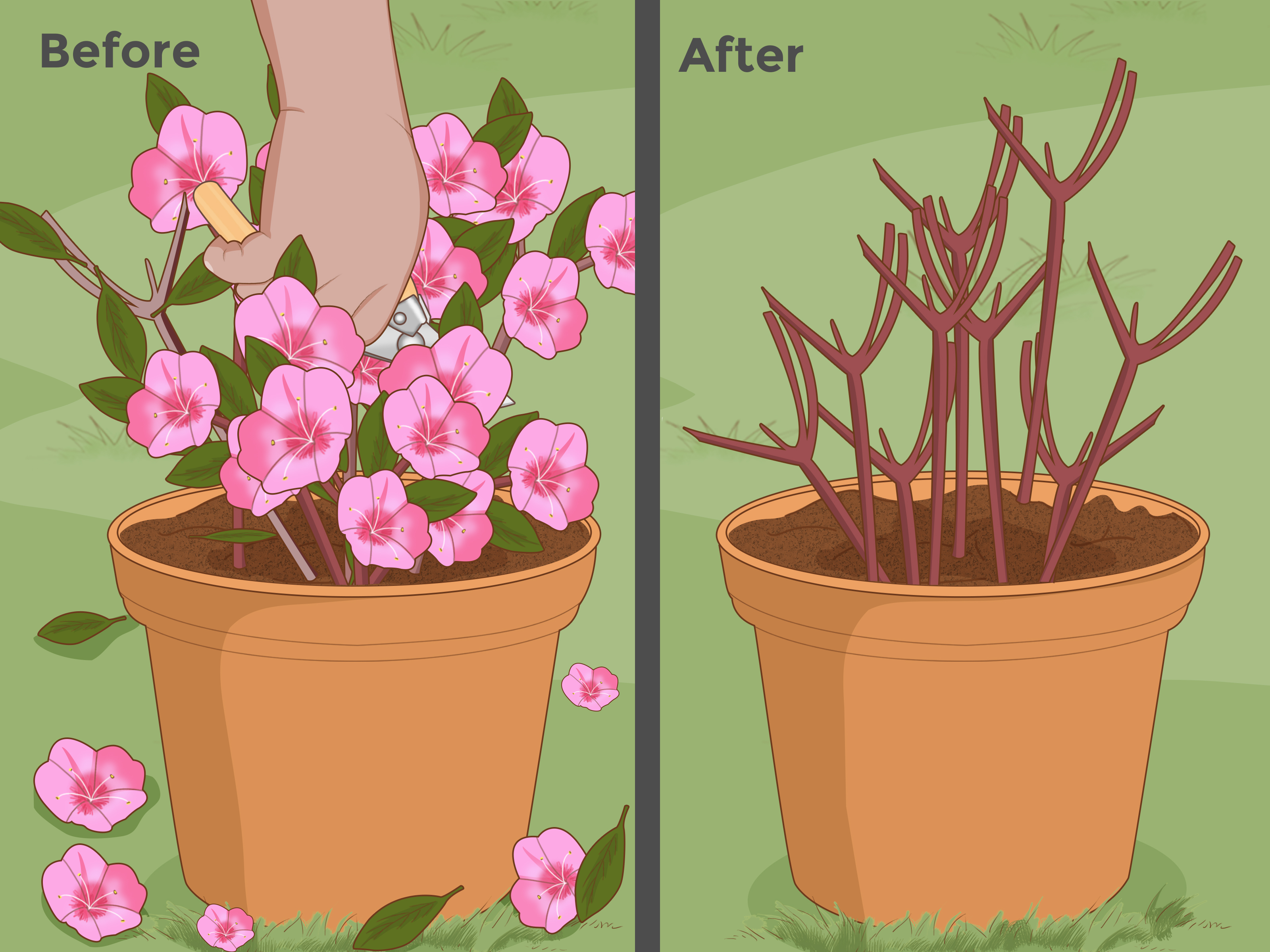 How to Grow Azaleas: A Step-by-Step Guide (with Photos) – Mytour