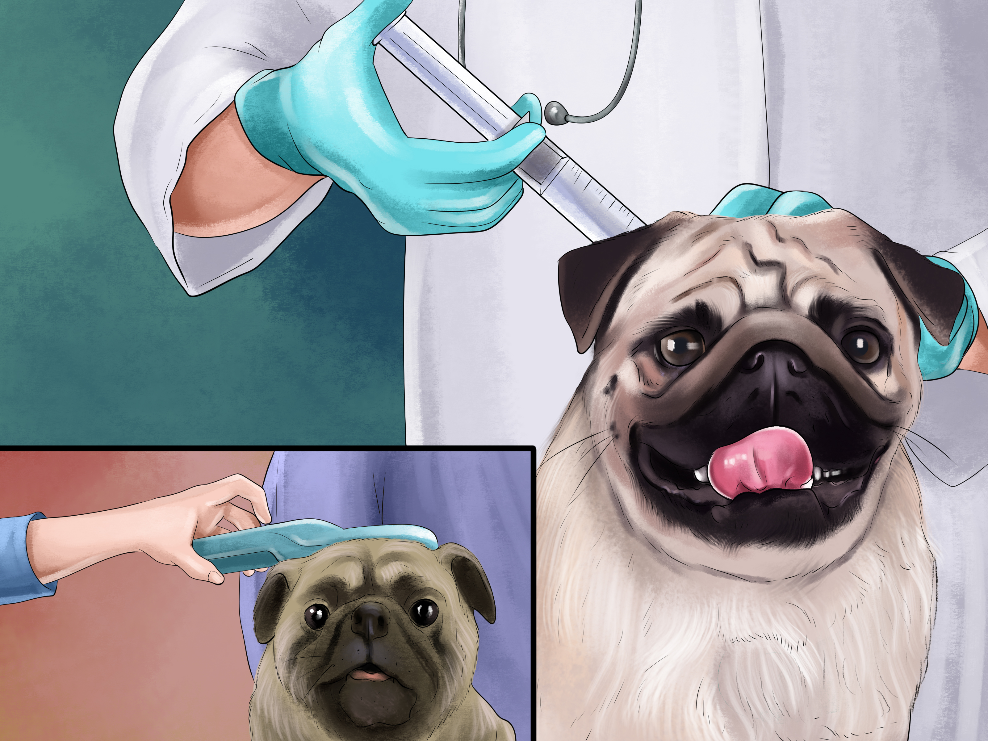 Pug Dog Care (The Wrinkled Face Breed) – Mytour
