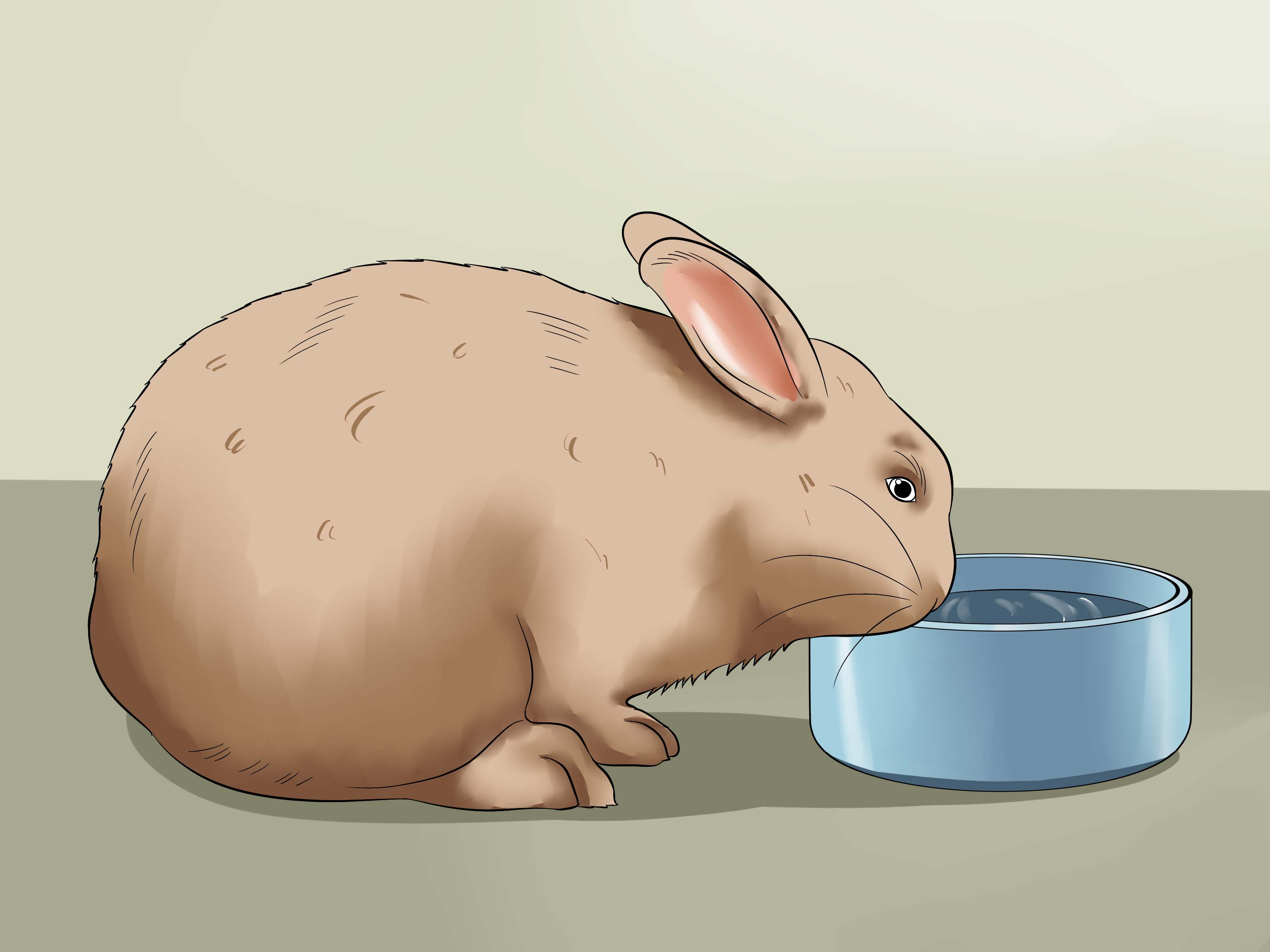 How to Feed Your Pet Rabbit: 10 Simple Steps (with Images) – Mytour