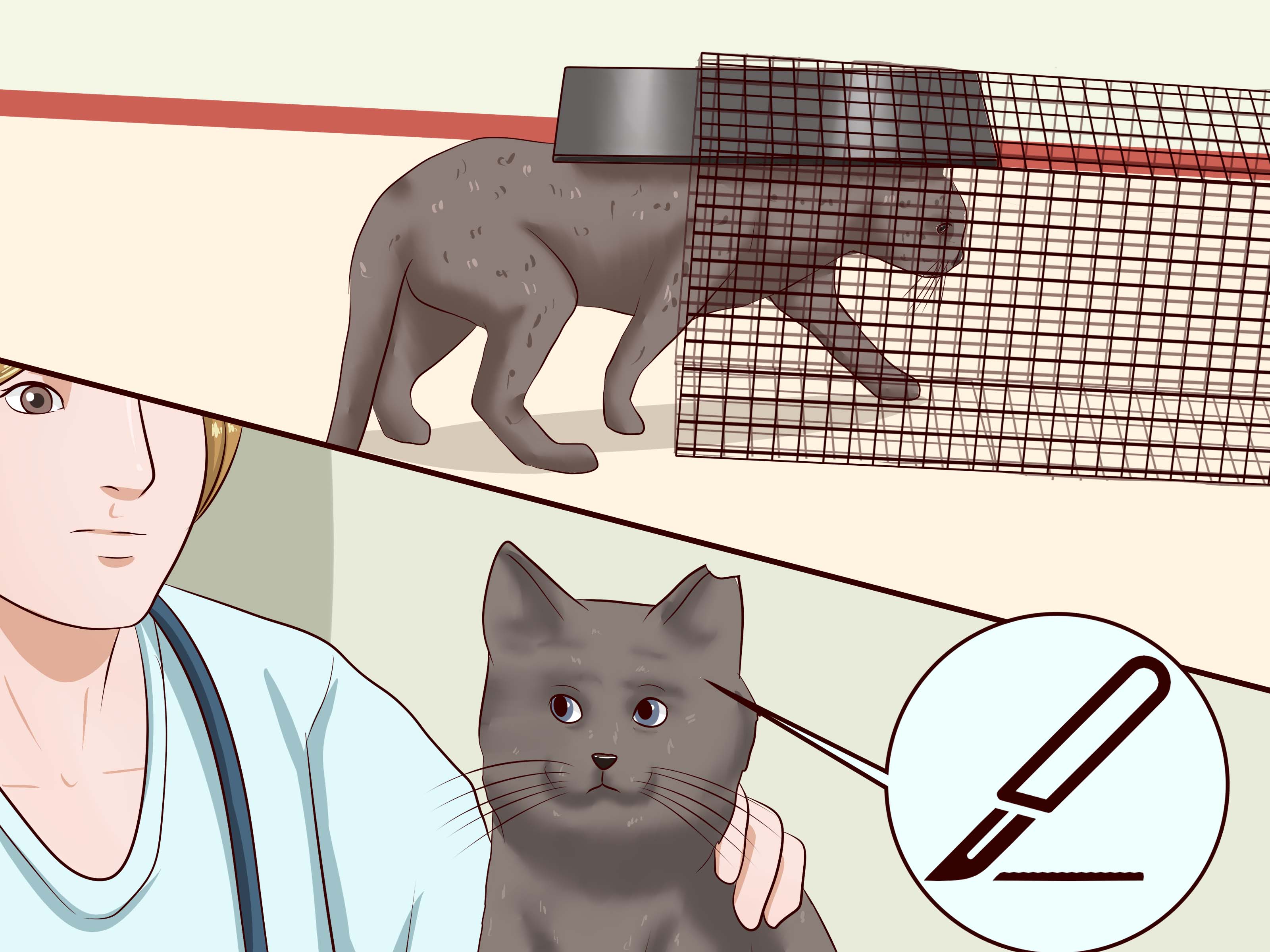 How to Get Rid of Cats: 13 Steps (with Pictures) – Mytour