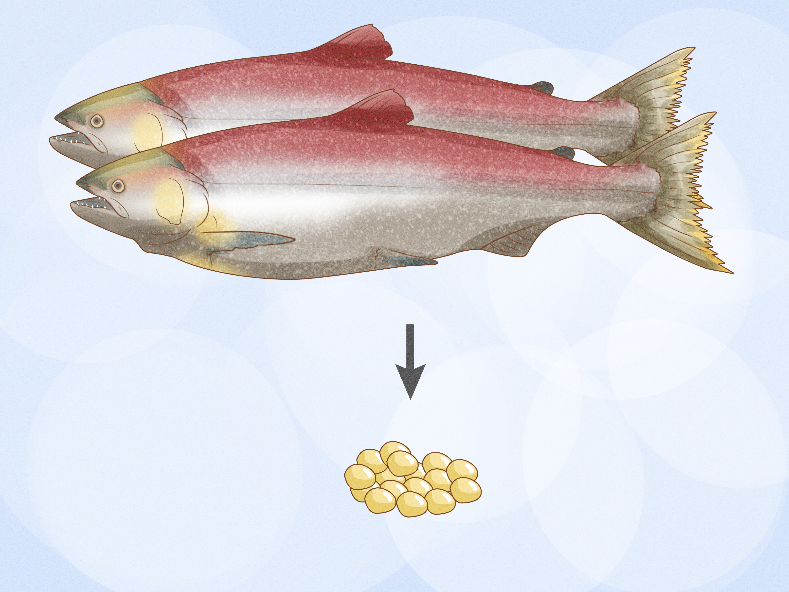 How to Raise Salmon in a Pond