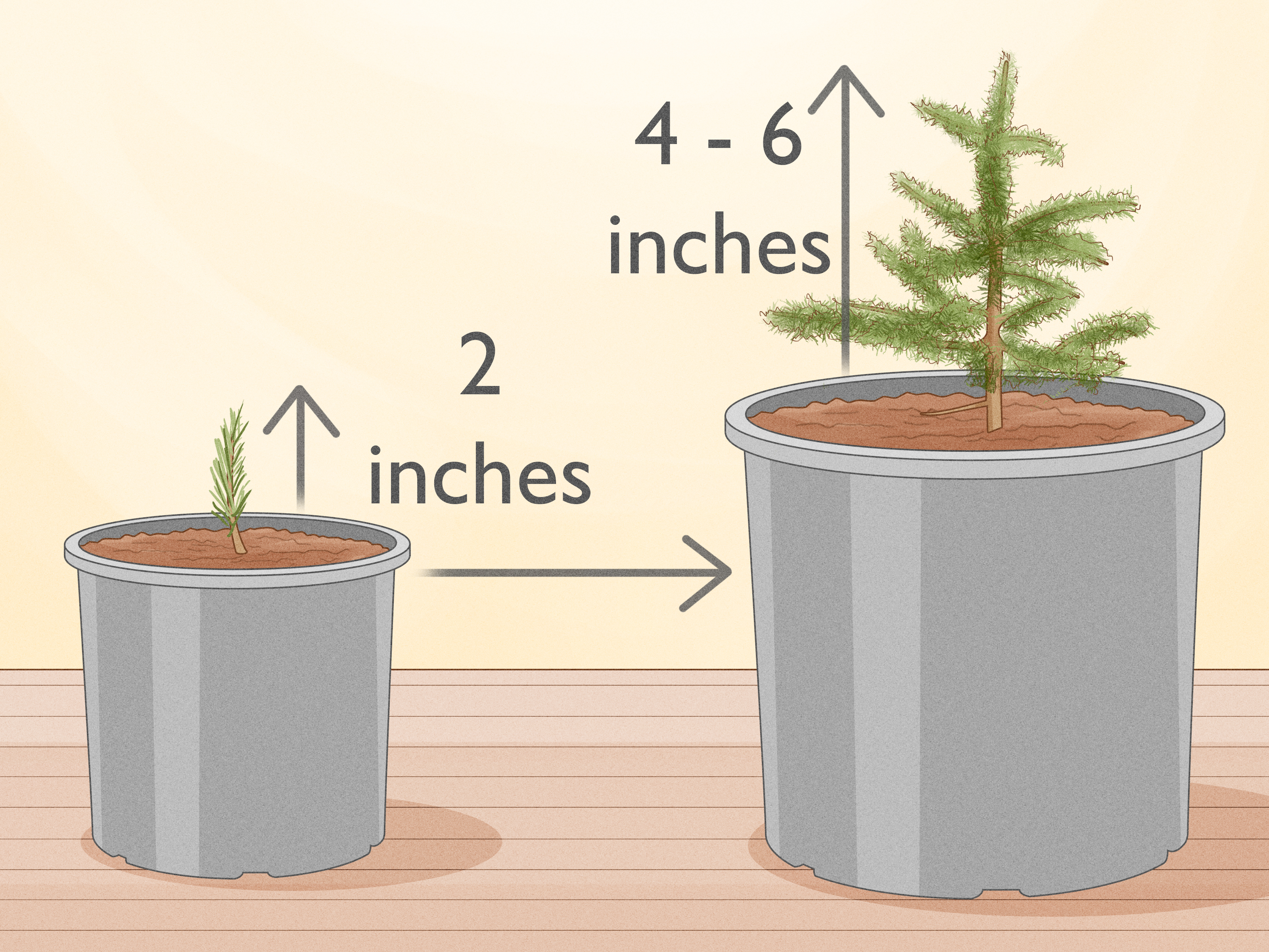 Growing Pine Trees – Mytour