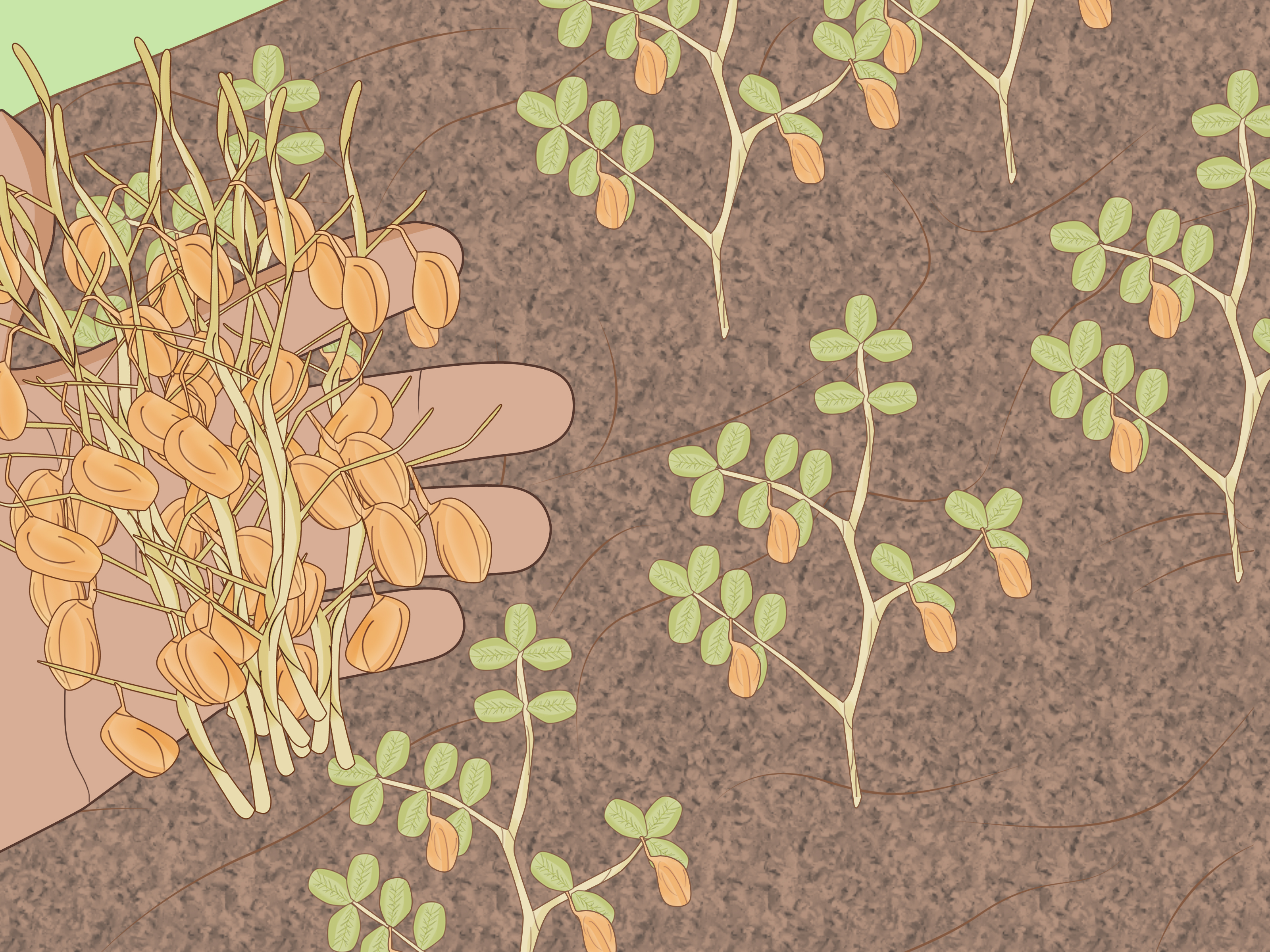 How to Grow Lentils: 12 Easy Steps (with Photos) – Mytour