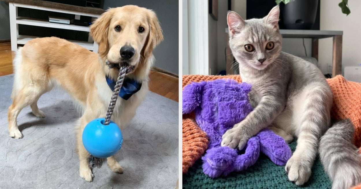 30 Budget-Friendly Pet Products That Stand the Test of Time