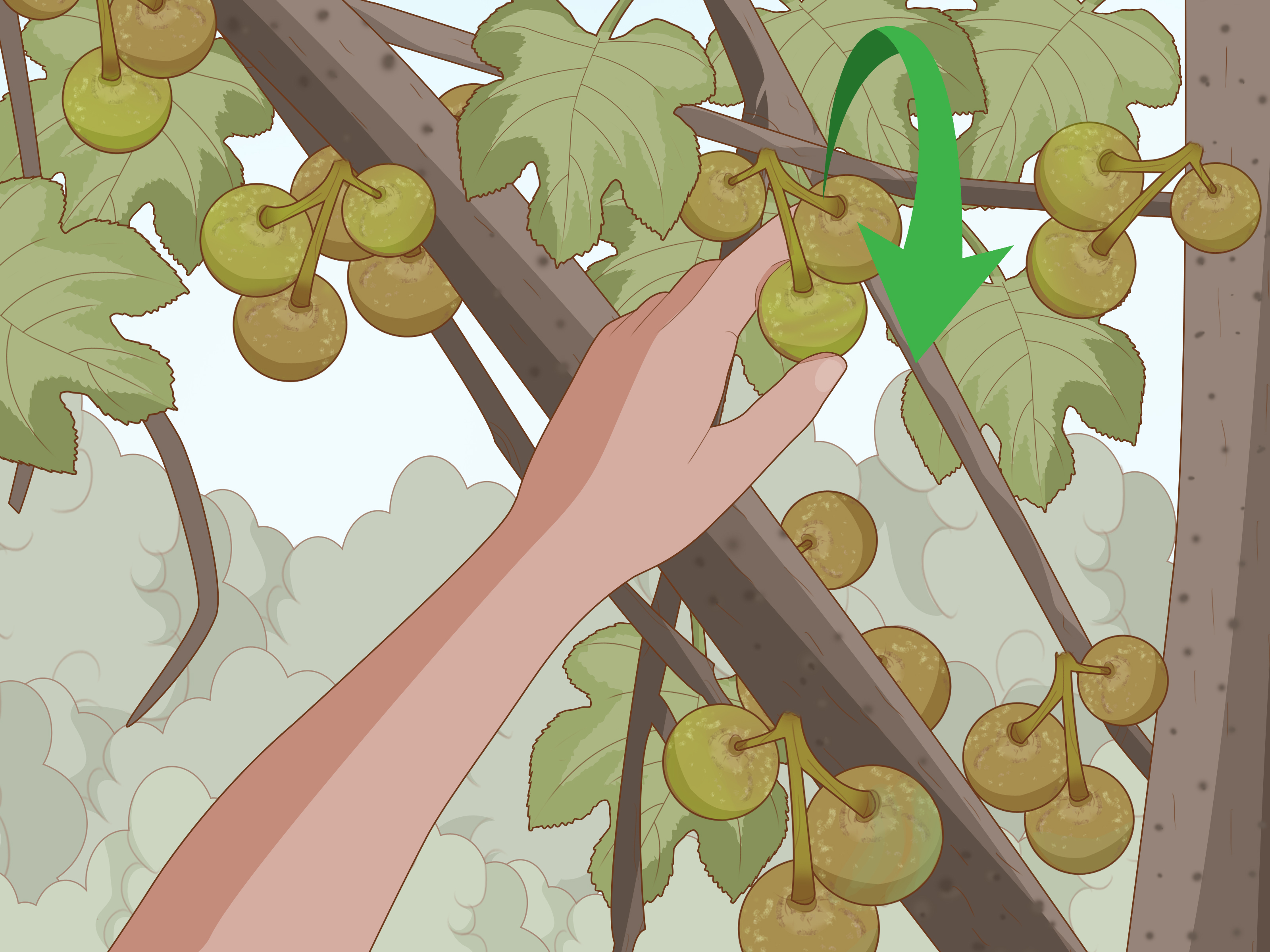 How to Prune a Hazelnut Tree: 11 Steps (with Pictures) – Mytour