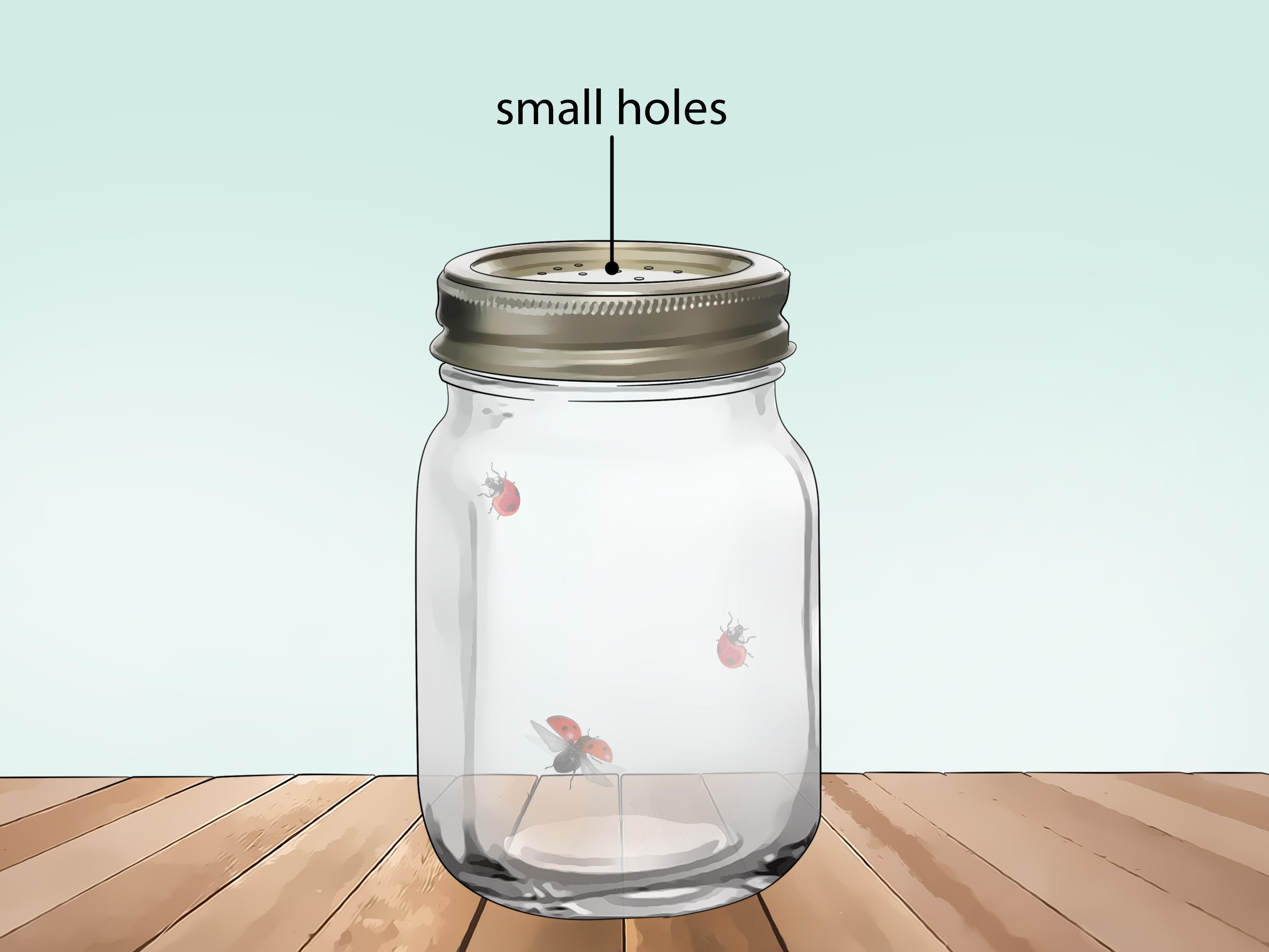 How to Raise Ladybugs: 11 Simple Steps (with Pictures) – Mytour
