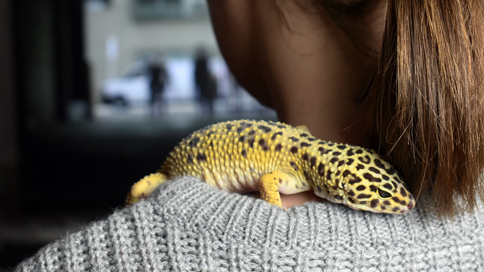 How to Play with Leopard Gecko