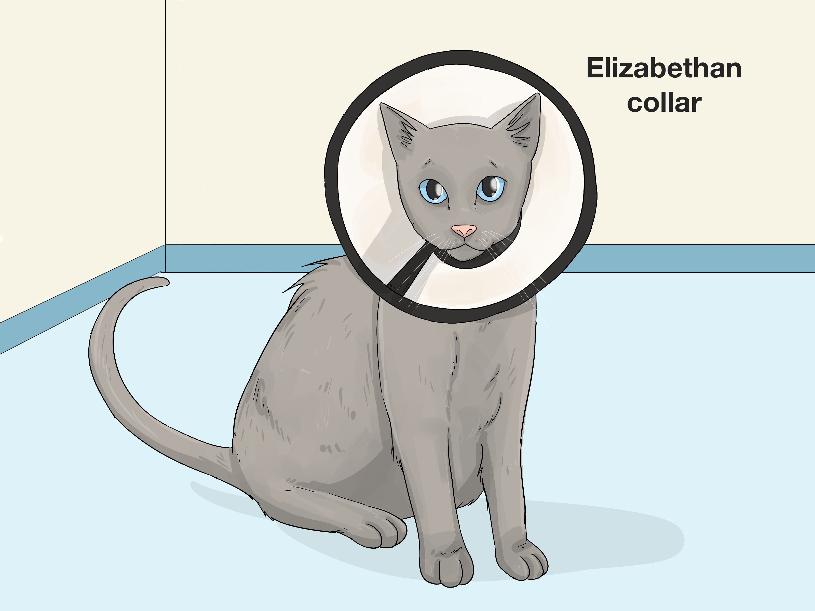 How to Treat an Abscess in Cats: 11 Steps (With Images) – Mytour