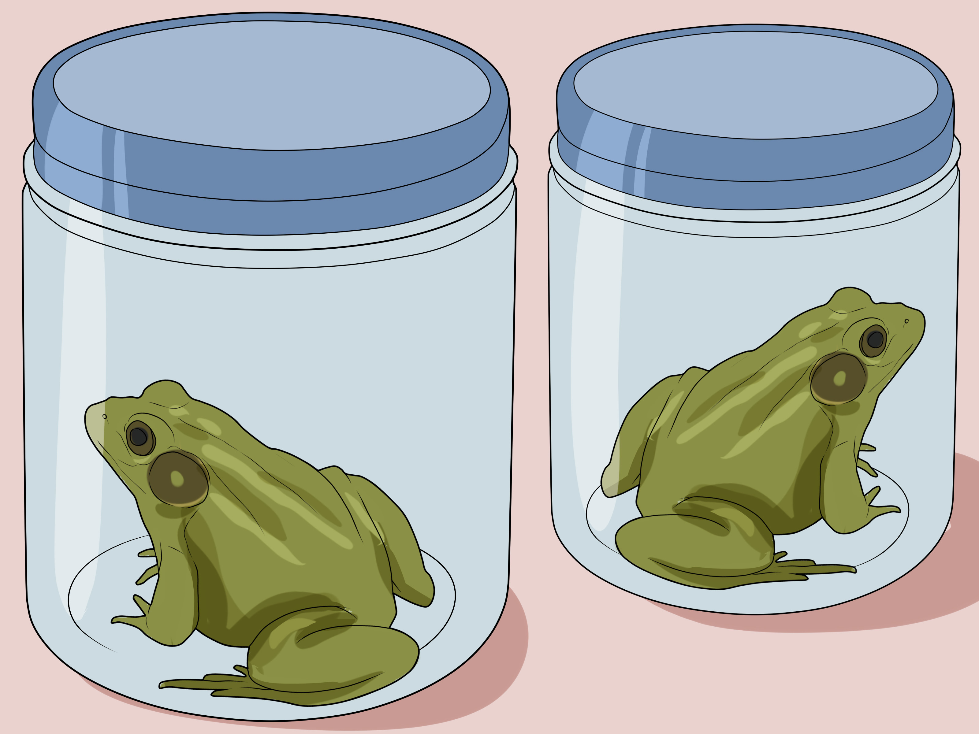 How to Catch Frogs: A Step-by-Step Guide (with Images) – Mytour