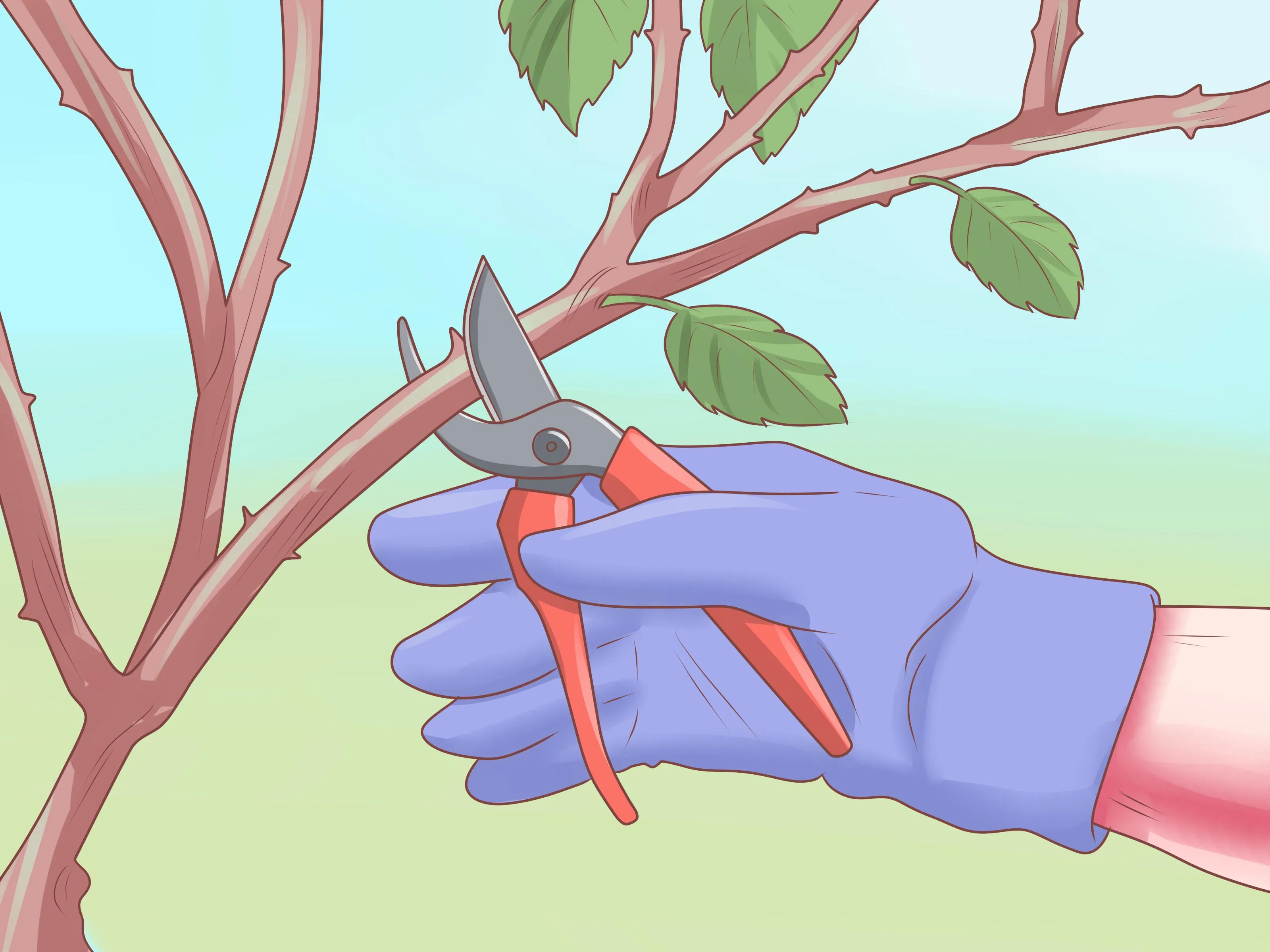 How to Keep Roses Fresh Longer: 15 Steps (with Pictures) – Mytour