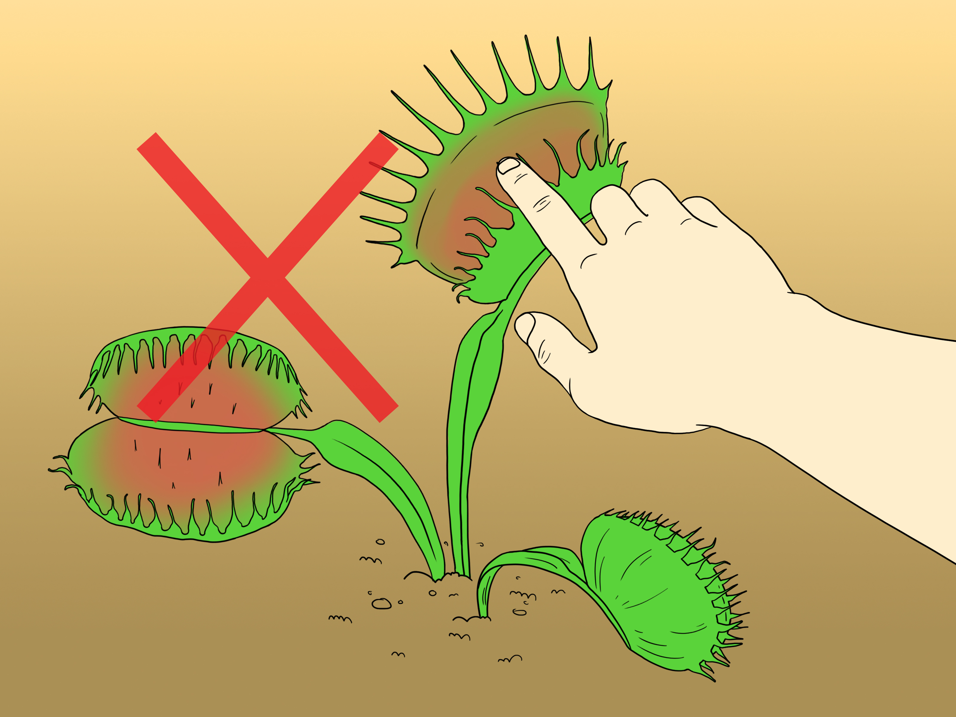 How to Grow a Venus Flytrap (Flycatcher Plant)