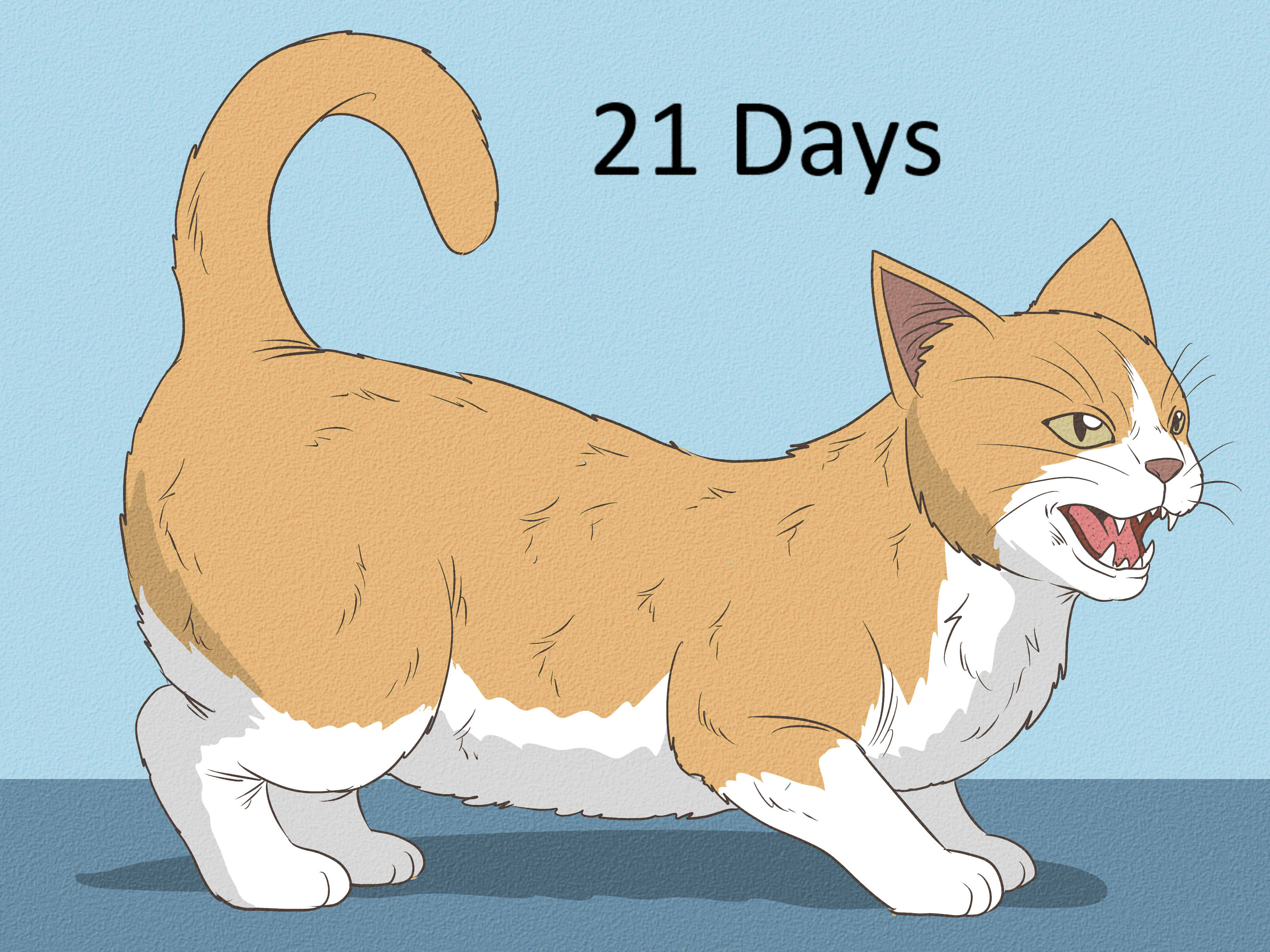 How to Identify Signs of a Cat in Heat: 11 Steps (with Pictures)