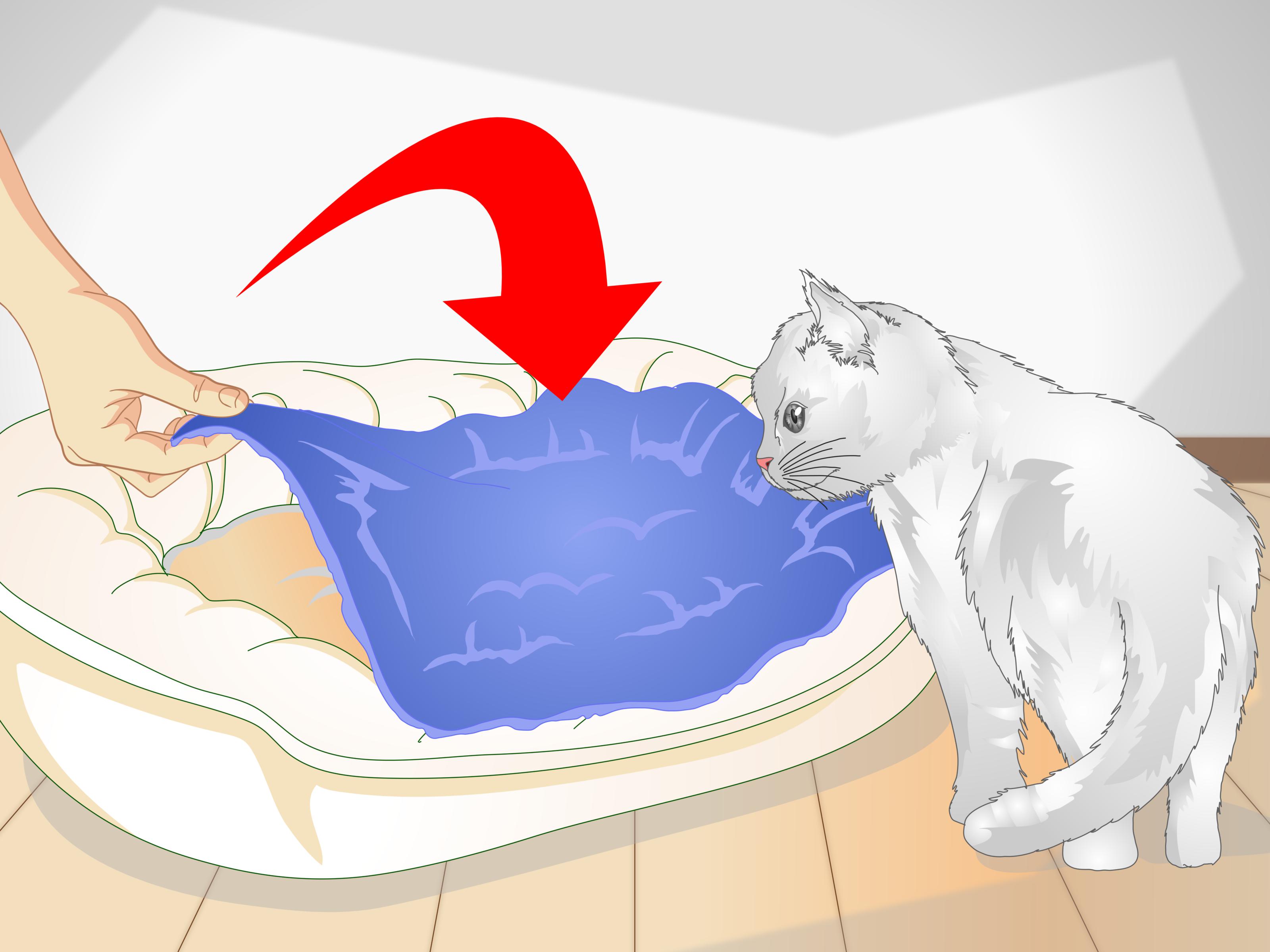 How to Pamper Your Cat: 14 Steps (with Pictures) – Mytour